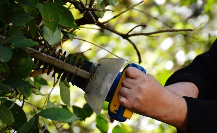 Avoir la main verte : qu’est-ce que cela signifie ? – Jardin de Marie